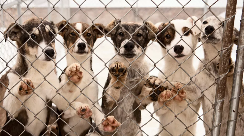 How to Build a Dog Run in Your Backyard